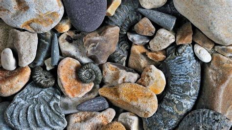 Fossils Dorset Bing Wallpaper Download