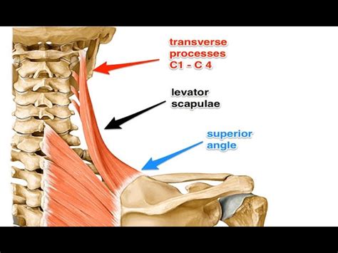 Levator Scapulae The Definitive Guide Biology Dictionary Levator