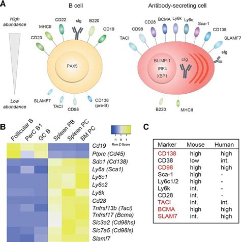 Plasma Cell Markers Creative Diagnostics