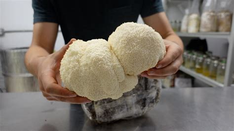 How To Grow Gourmet And Medicinal Mushrooms At Home