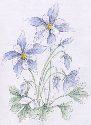 Columbine Flower Drawing At Explore Collection Of