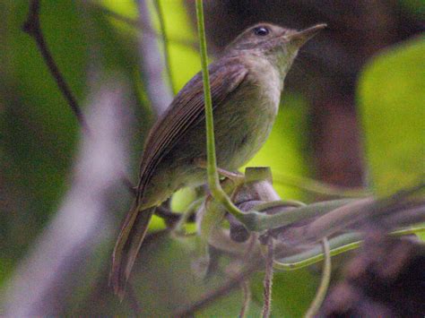 Sula Jungle Flycatcher Ebird