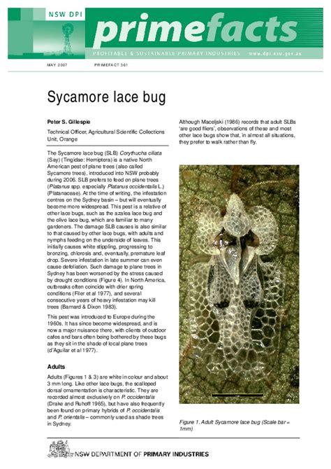 Pdf Sycamore Lace Bug