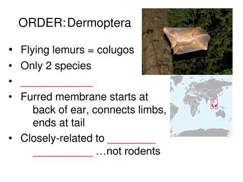 Ppt Eutherian Mammals Placental Mammals Powerpoint Presentation