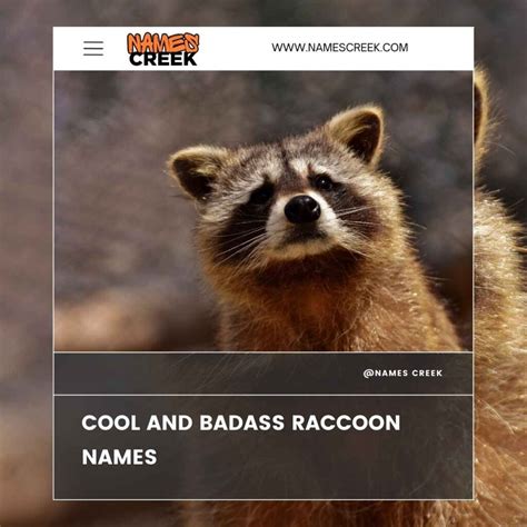 440 Raccoon Names The Ultimate Guide Ai Generator