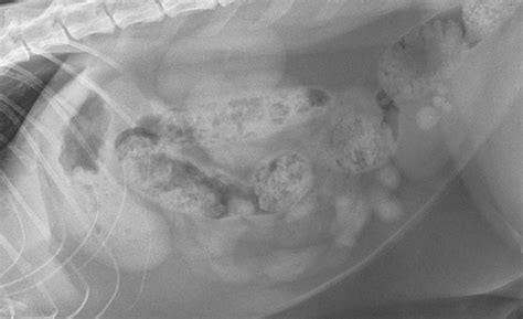 Feline Cystitis North County Cat Hospital