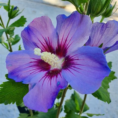 Hibiscus Syriacus Plants En Vente Cultivés En France