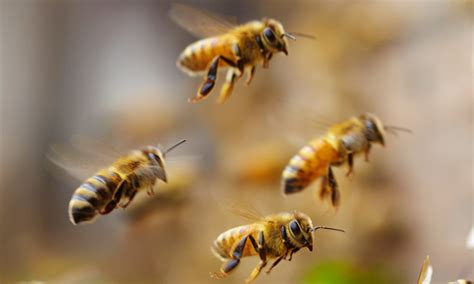 Bug Identifier Arizona Pest Control