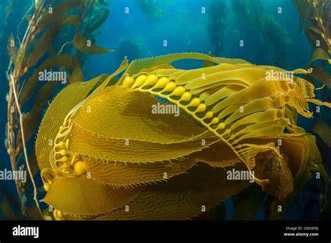 Giant Kelp