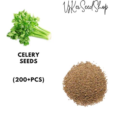 Celery Seeds Approx 1000pcs Shopee Philippines