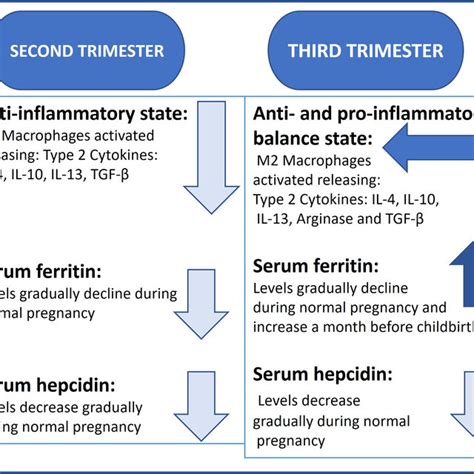 Summary Of The Inflammatory Profile Serum Ferritin And Hepcidin Levels