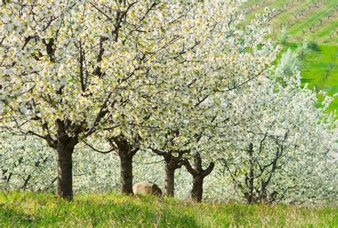 Cherry Tree Propagation And Pollination Wikifarmer