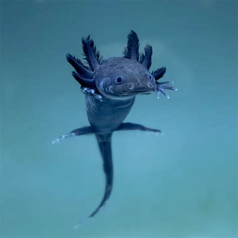 Melanoid Melanoid Melanoid