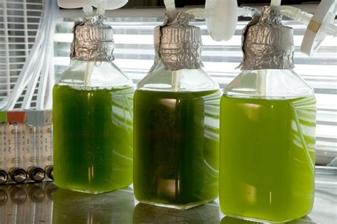 Test Algae Growing In Solution Algaeup Algae Science Laboratory Green Tarım