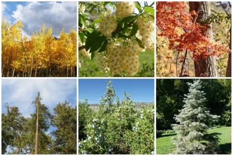 10 Native California Trees To Grow In Southern And Northern Ca