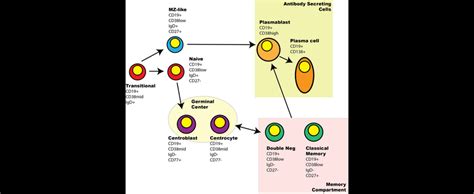 7 1 B Lymphocyte Maturation Download Scientific Diagram