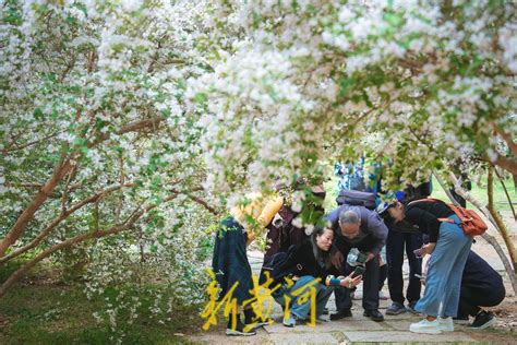 人在花中游 猬实花盛开绘就泉城春日盛景 济南社会 舜网新闻