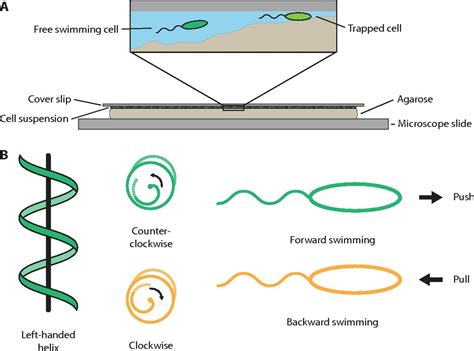 Bacterial Flagella Microscope