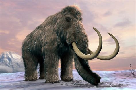 Woolly Mammoths Wiped Out By Grass Invasion National Geographic