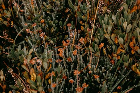 The Benefits Of Using Native Plants