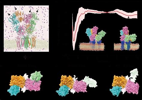 Molecular Dynamics Simulation Of Glua2 γ2 And Free Energy Profile 1023