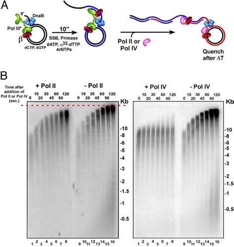 Pol Ii And Pol Iv Slow Down The Replication Fork A The Pol Iii Based