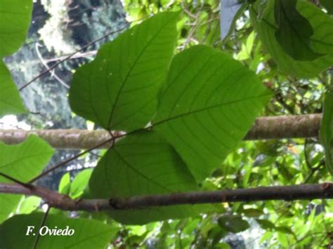 Erythrina Steyermarkii Ecos Del Bosque