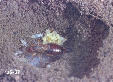 Earwigs College Of Agricultural Sciences