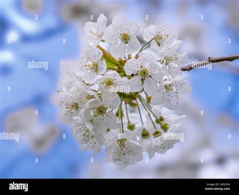 Dwarf Cherry Morello Cherry Sour Cherry Prunus Cerasus