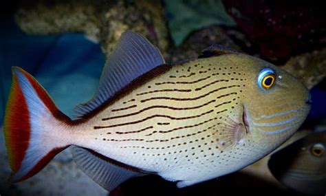 Rare Linespot Triggerfish Size L 5 To 6 Violet Aquarium