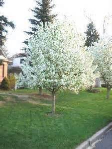 Spring Snow Crabapple Alpha Nursery And Garden Center