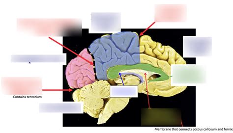Diagram Of 10 Medial Surface Brain Quizlet
