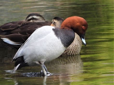 ホシハジロ 2020 12 25 日本の野鳥識別図鑑