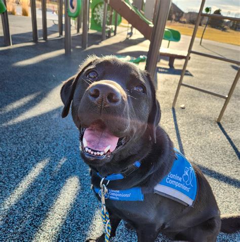 Lab Pictures And Videos Scrolller