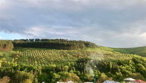 Hotel Surami Lodge Reviews Georgia