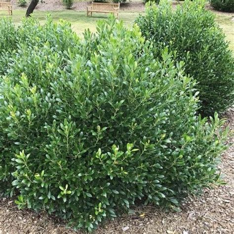 Shamrock Inkberry Holly Holly Shrub Evergreen Shrubs Shrubs