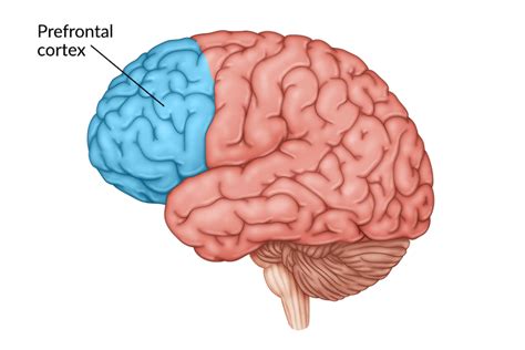 What Do You Think About The Underdeveloped Prefrontal Cortex View