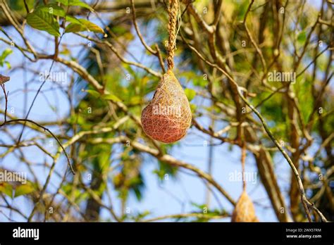 Nest Of Weaver Bird Hanging On The Tree Tailorbird Straw Nest Stock
