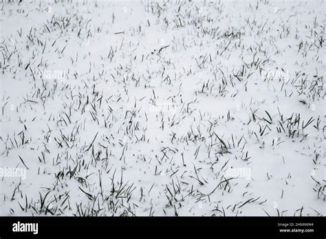 Green Grass Under The Snow Lawn Covered With Snow Background Snow And