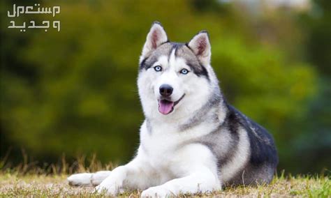 تعرف على اجمل انواع الكلاب مستعمل