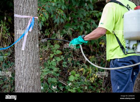 Arborist Spraying Systemic Insecticide Dinotefuran Bark Spray Treatment
