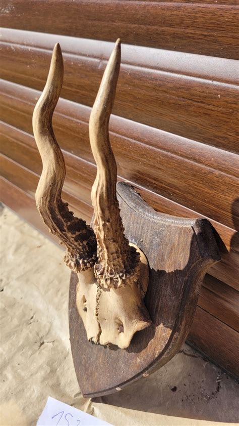 Poroże Kozła Sarna Rogi Czaszka Poroża 152 12612724570 Oficjalne Archiwum Allegro