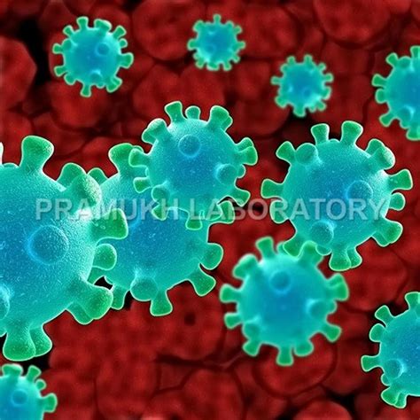 Brucella Abortus Bang Testing Services At ₹ 199 Sample In Ahmedabad Id 2855145991955