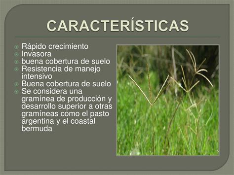 Ppt Pastos Y Forrajes Powerpoint Presentation Free Download Id222887
