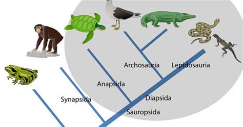 Bio Lounge Subclasses Anapsida Diapsida E A Synapsida