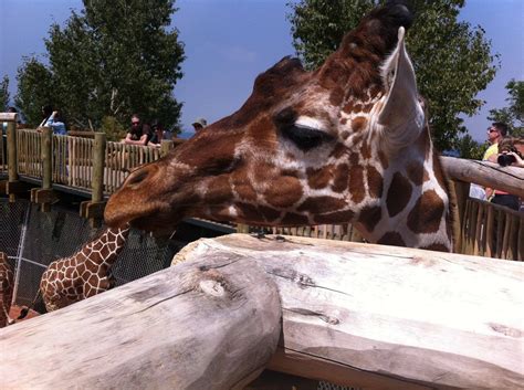 A Giraffe Biting The Head Off Of A Smaller Giraffe R Pics