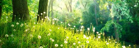 Banner Background Nature At Lois Lumpkin Blog
