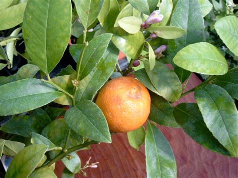 Quantos Tipos De Tangerinas Existem Descrição Variedades Com Fotos