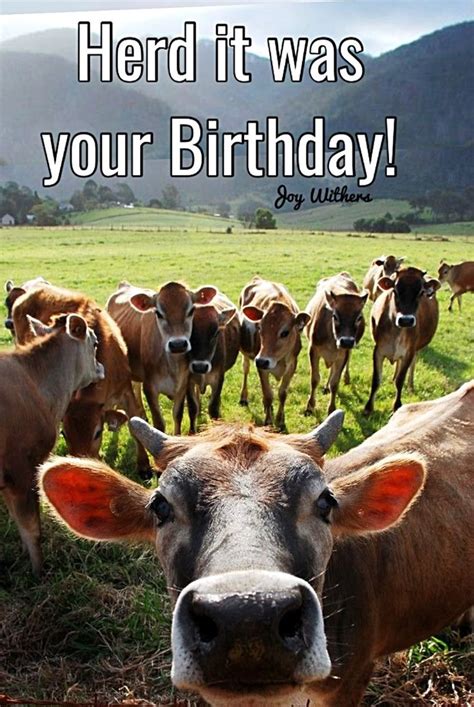 Herd It Was Your Birthday Happy Birthday Cow Cool Happy Birthday