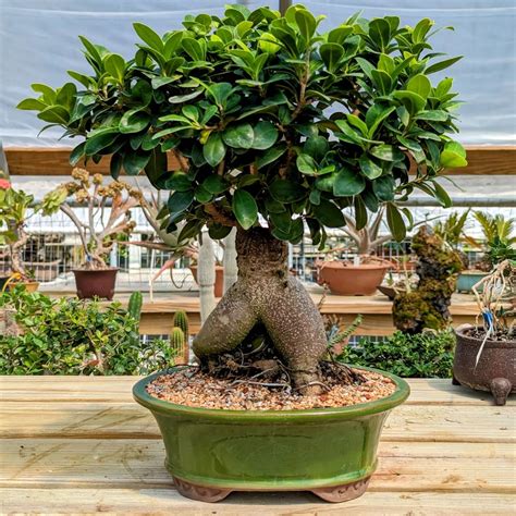 Ficus Ginseng Bonsai